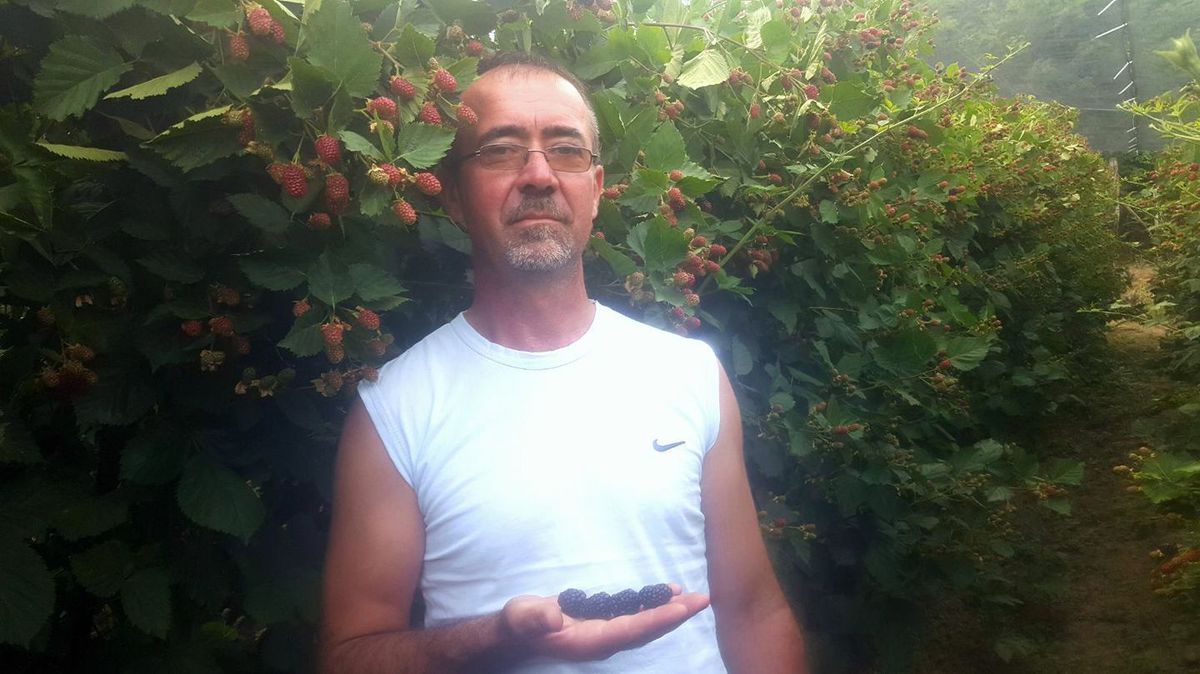 Un preot din Gorj cultivă mure, fructele fiind distribuite în ... Un preot din Gorj cultivă mure, fructele fiind distribuite în ...