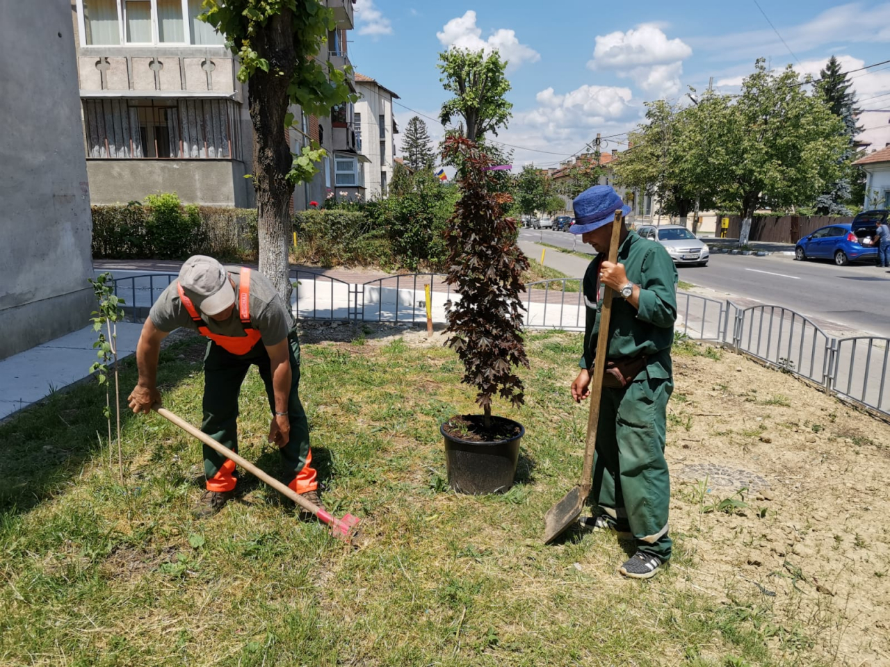Campania de plantare de arbori şi arbuşti continuă la Râmnicu Vâlcea