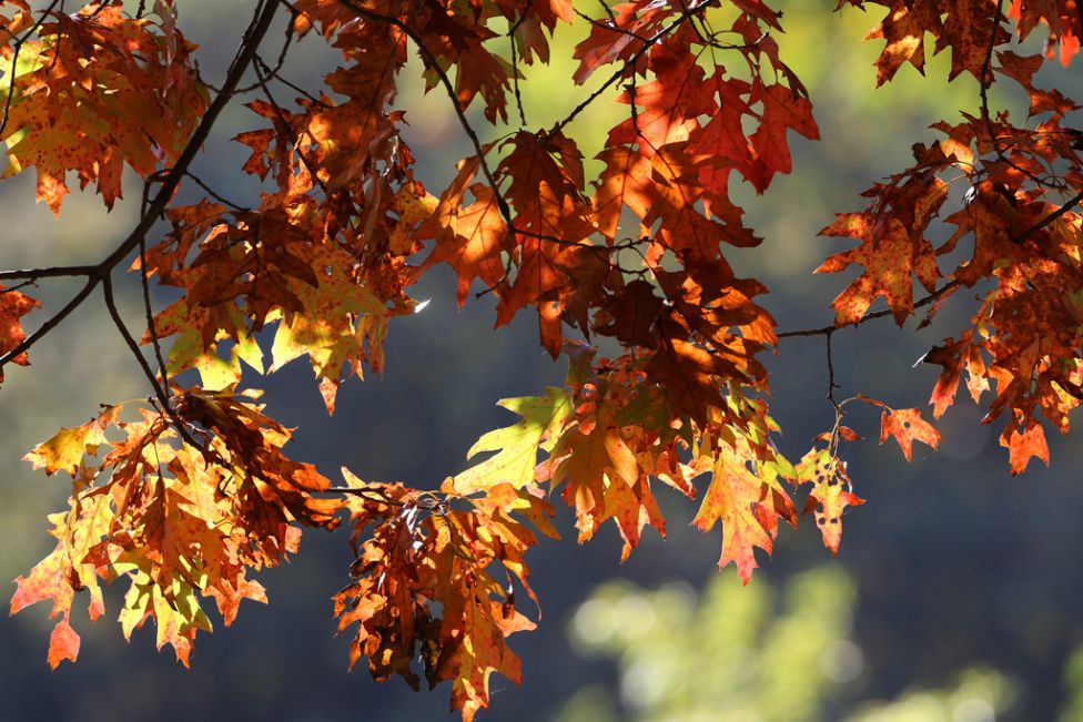 ANM: Vremea se încălzește în ultimele zile din octombrie - Stiri ...