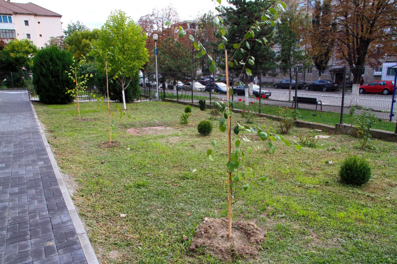 Încă 70 de arbori şi arbuşti, plantați la Râmnicu Vâlcea