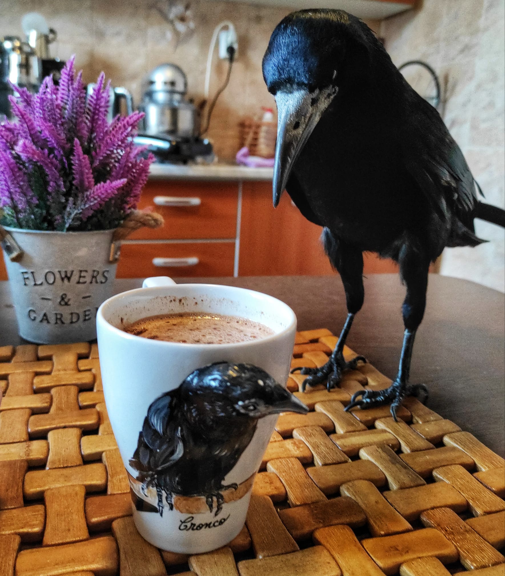 Cioara vorbitoare a unei oltence, vedetă în „Capra cu trei iezi”