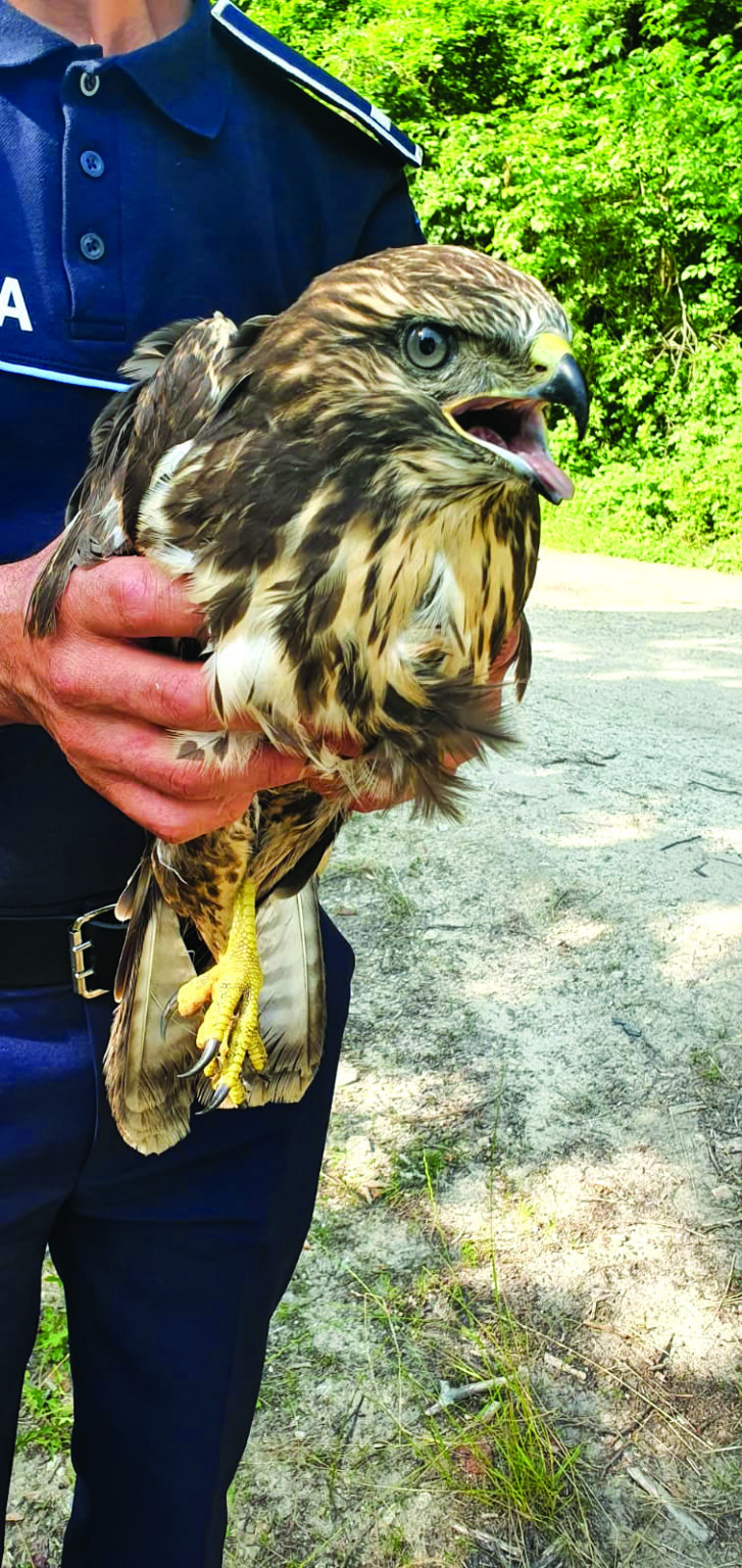 Desfășurare de forțe impresionantă pentru un uliu. Pasărea - specie ...