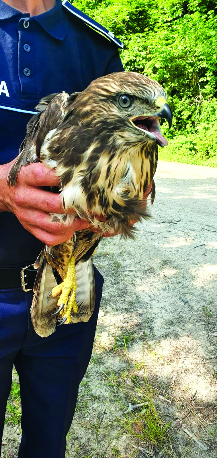 Desfășurare de forțe impresionantă pentru un uliu. Pasărea – specie ...