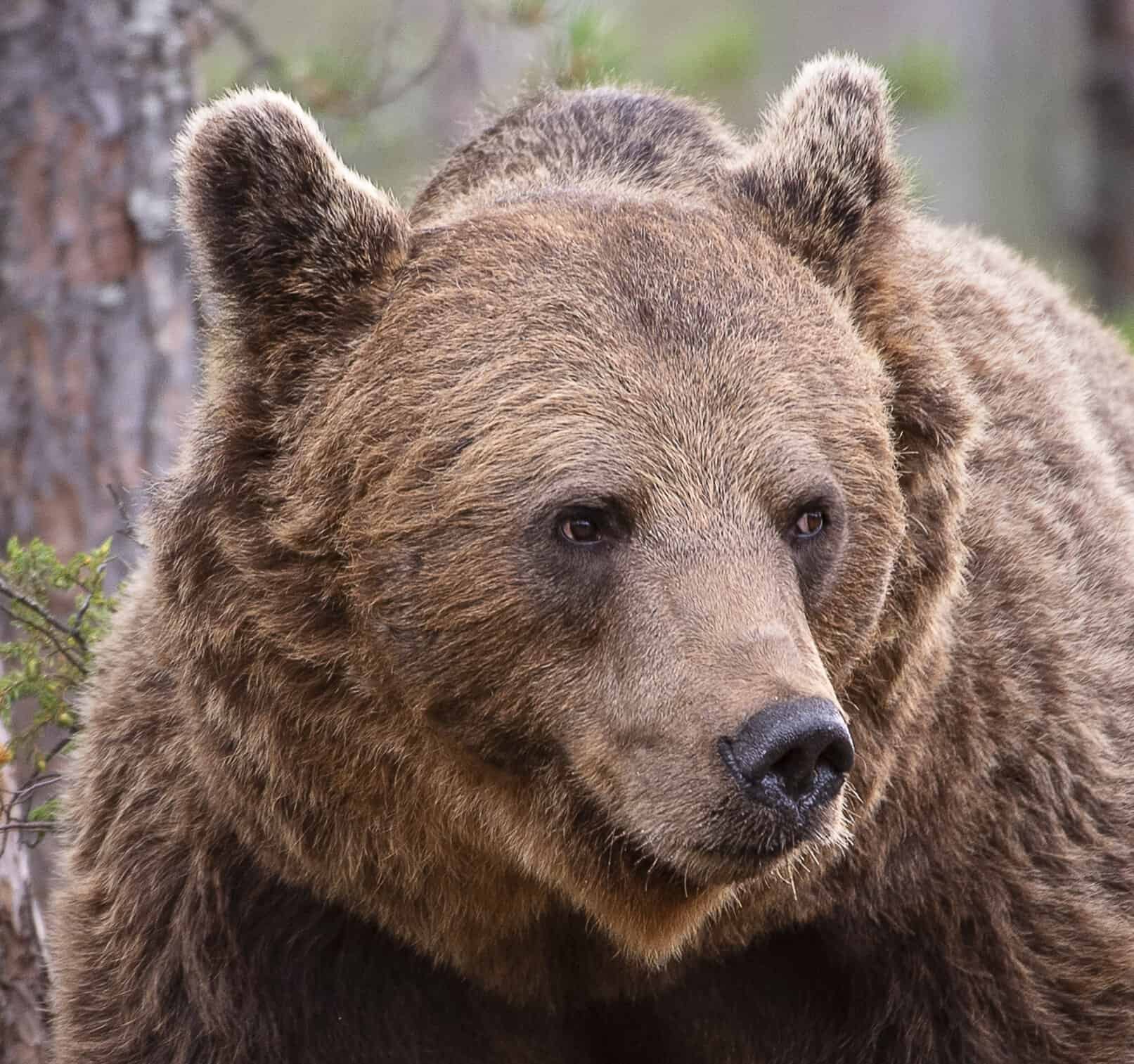 Gorj. Urs prins într-un cablu la marginea unui sat, eliberat de ...