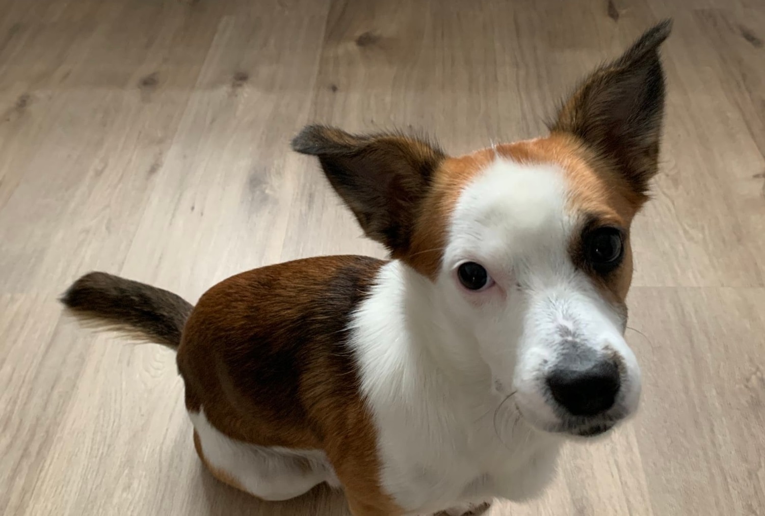 Craiovean amendat cu 2.000 de lei după ce și-a lăsat pechinezul fără lesă