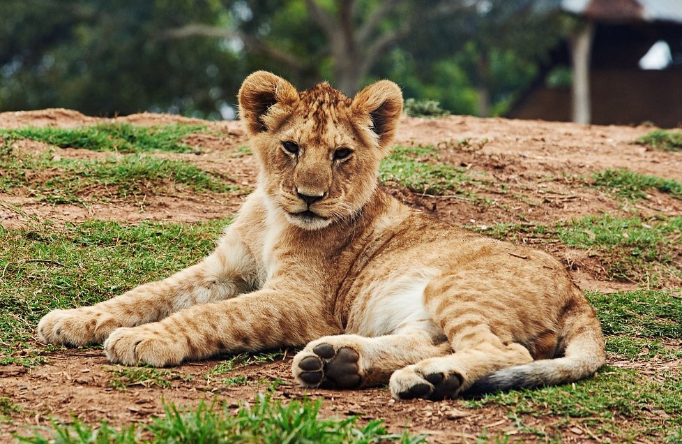 A primit cadou un pui de leu