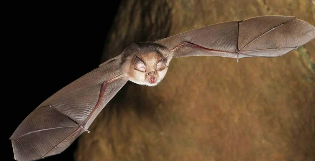 Liliacul mic cu potcoavă, desemnat „Liliacul anilor 2024 – 2025” în ...