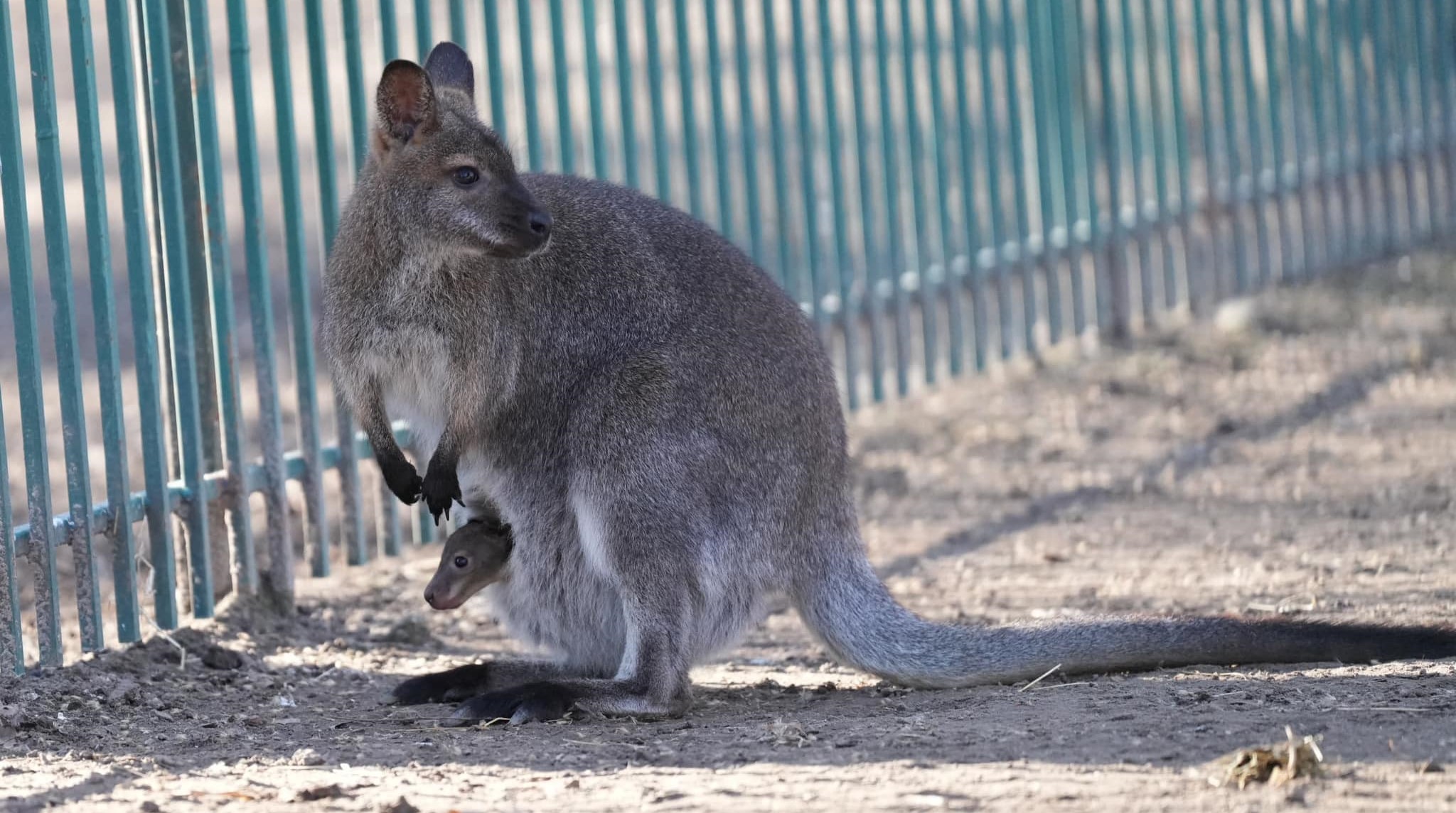 Cangur pitic născut în captivitate, la Zoo Craiova - Jurnalul Olteniei ...