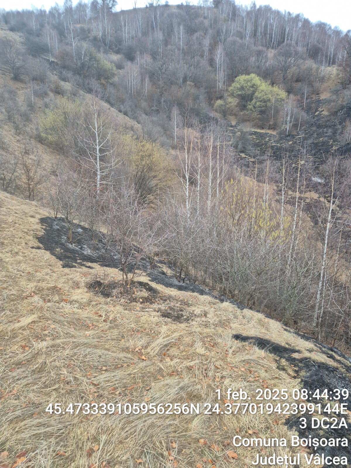 FOTO: Incendiu de pădure la Boișoara