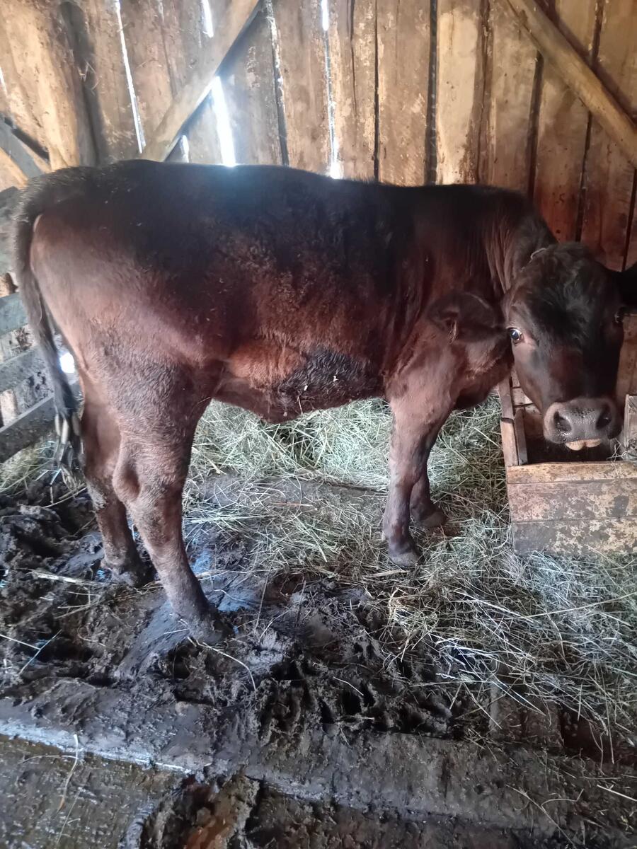 Angus, aurul negru al fermierilor din Gorj - Jurnalul Olteniei - Stiri ...